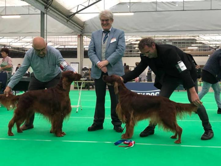 Uitslagen Dogshow Bleiswijk 02-11-2019 – Ierse Setter Vereniging