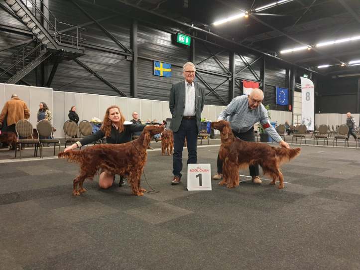 Uitslagen Dogshow Eindhoven 8 februari 2020 – Ierse Setter Vereniging