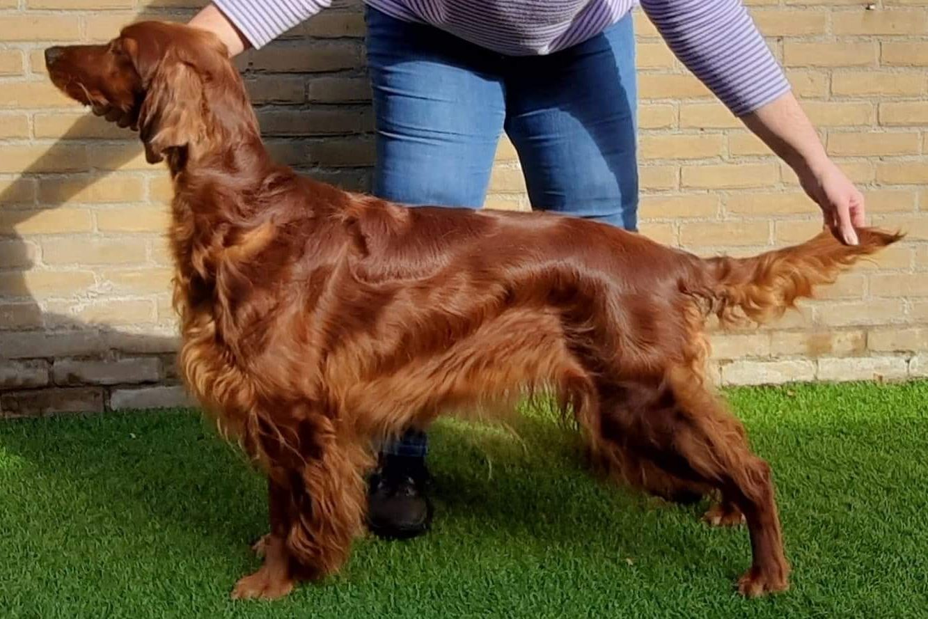 Dekbericht – Ierse Setter Vereniging